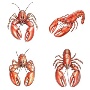 Red Lobster PNG Clipart, 12x Watercolor Marine Life Clip Art Set ...