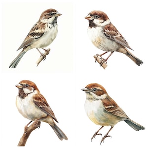 Sparrow Clipart PNG, 12x Watercolor Bird Clip Art Set, Printable Sparrow PNG, High-quality ...