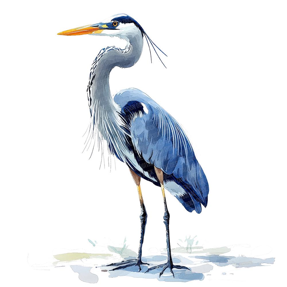 12x Blue Heron PNG Clipart, Watercolor Bird Art Set, High Quality ...
