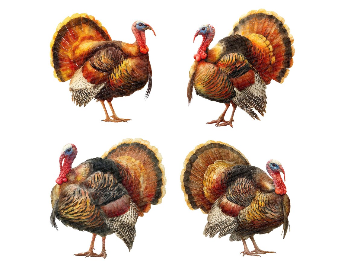 Thanksgiving Turkey Clipart, 12x Fall Harvest Pngs, Printable ...