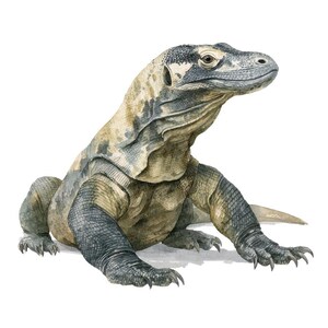 Komodo Dragon PNG Clipart, 12x Watercolor Lizard Clip Art Set ...