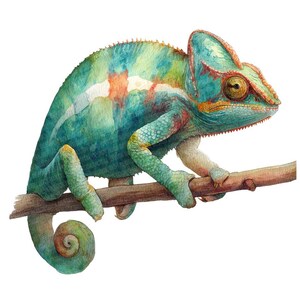 Watercolour Chameleon PNG Clipart, 12x Tropical Lizard Clip Art Set ...