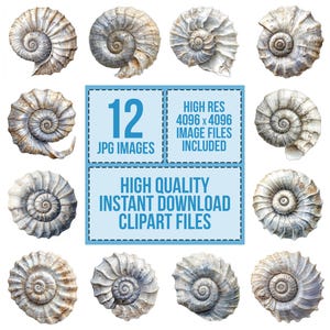 12x Fossil Ammonite Clipart, Vintage Shell Fossils, Printable ...