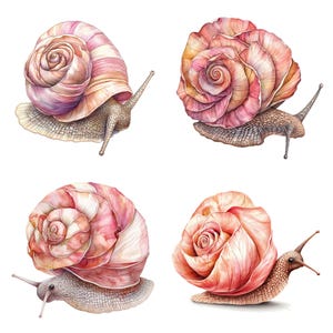 Rose Snail PNG Clip Art, 12x Floral Shell Snail Clipart PNG Set ...