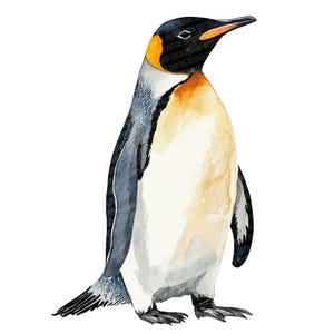 Penguin PNG Clipart, 12x Watercolor Antarctic Animal Clip Art Set ...