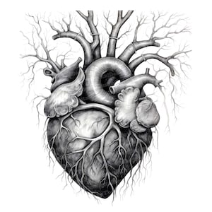 12x Anatomical Drawing Clipart, Heart Sketch Clipart, Printable ...