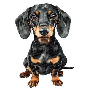 Dachshund Dog PNG Clip Art, 12x Watercolor Wiener Dog Clipart PNG Set ...