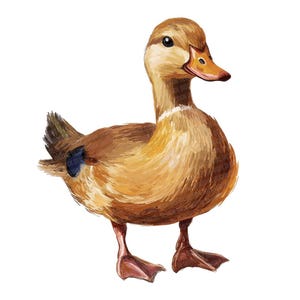 Duck PNG Clipart, 12x Oil Painted Farm Duck Clip Art Set, Printable ...