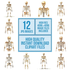12x Skeleton Anatomy Clipart, Human Skull, Watercolor Human Body Art ...