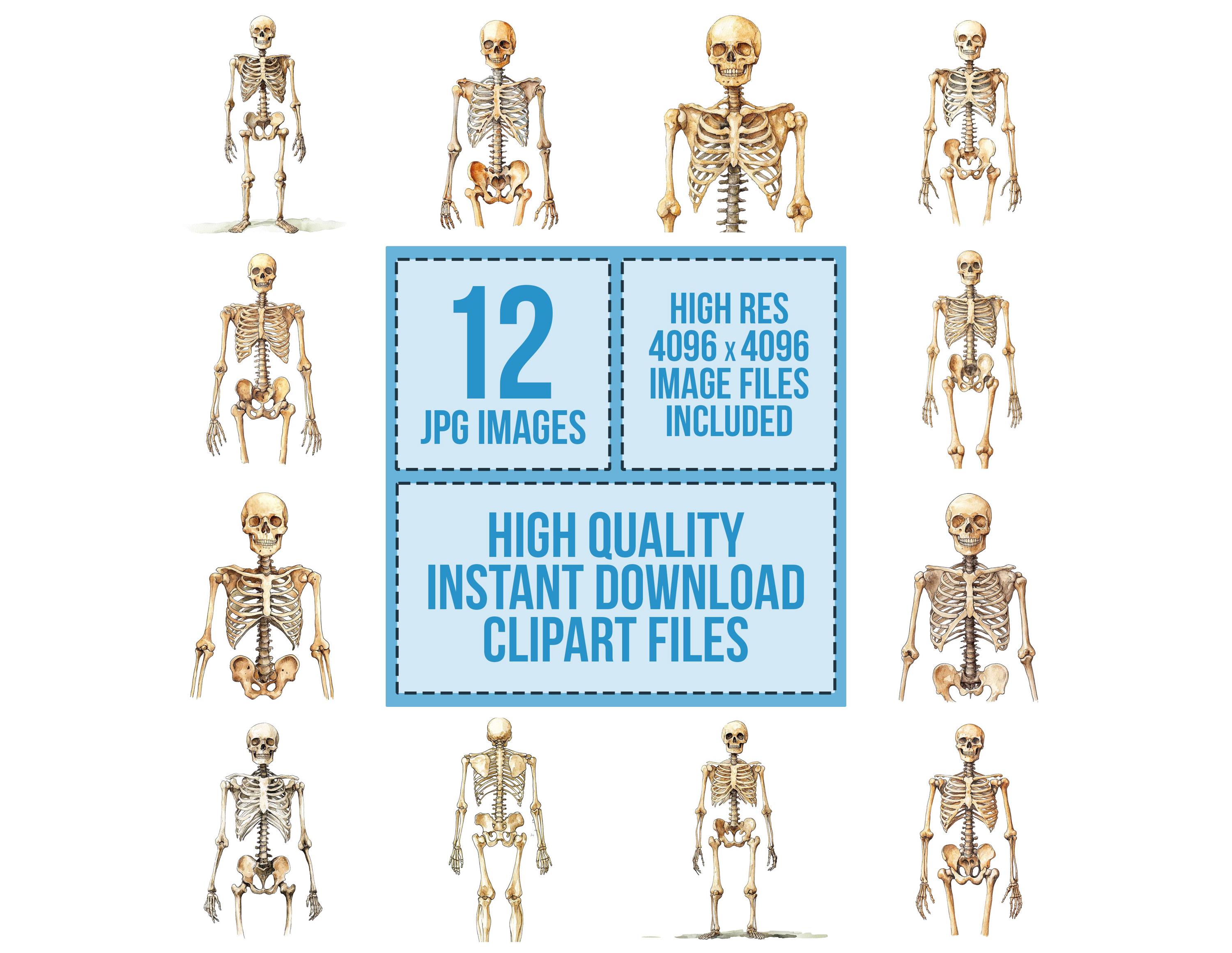 12x Skeleton Anatomy Clipart, Human Skull, Watercolor Human Body Art ...