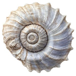 12x Fossil Ammonite Clipart, Vintage Shell Fossils, Printable ...