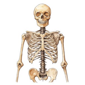 12x Skeleton Anatomy Clipart, Human Skull, Watercolor Human Body Art ...