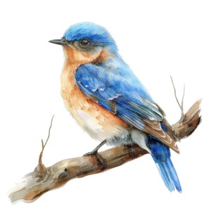12 Bluebird Clipart, Watercolor Bird Clipart, Printable Watercolor ...