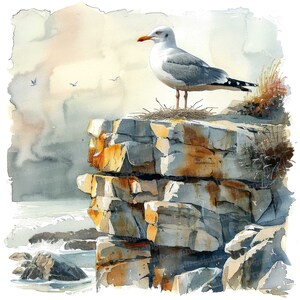 12x Seagulls Clipart, Gulls Nesting Cliffs Clipart, Printable ...