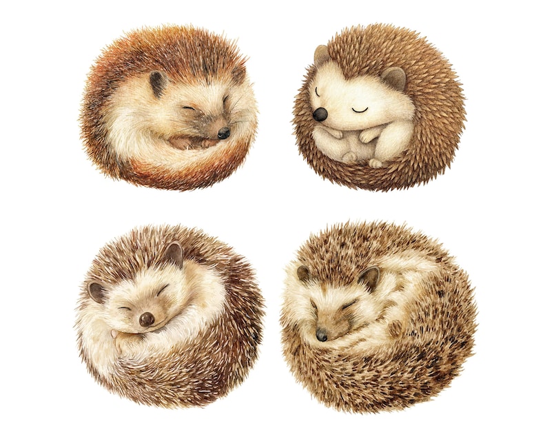 12x Watercolor Sleeping Hedgehog PNG Clipart, Woodland Animal Clip Art ...