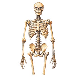 12x Skeleton Anatomy Clipart, Human Skull, Watercolor Human Body Art ...