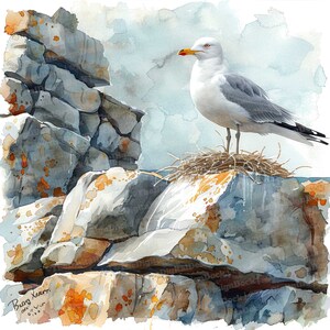 12x Seagulls Clipart, Gulls Nesting Cliffs Clipart, Printable ...