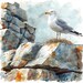 12x Seagulls Clipart, Gulls Nesting Cliffs Clipart, Printable ...