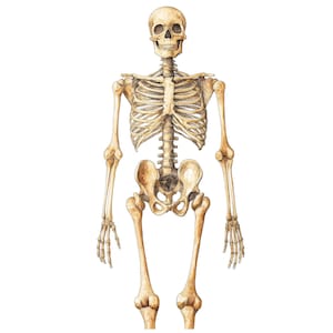 12x Skeleton Anatomy Clipart, Human Skull, Watercolor Human Body Art ...