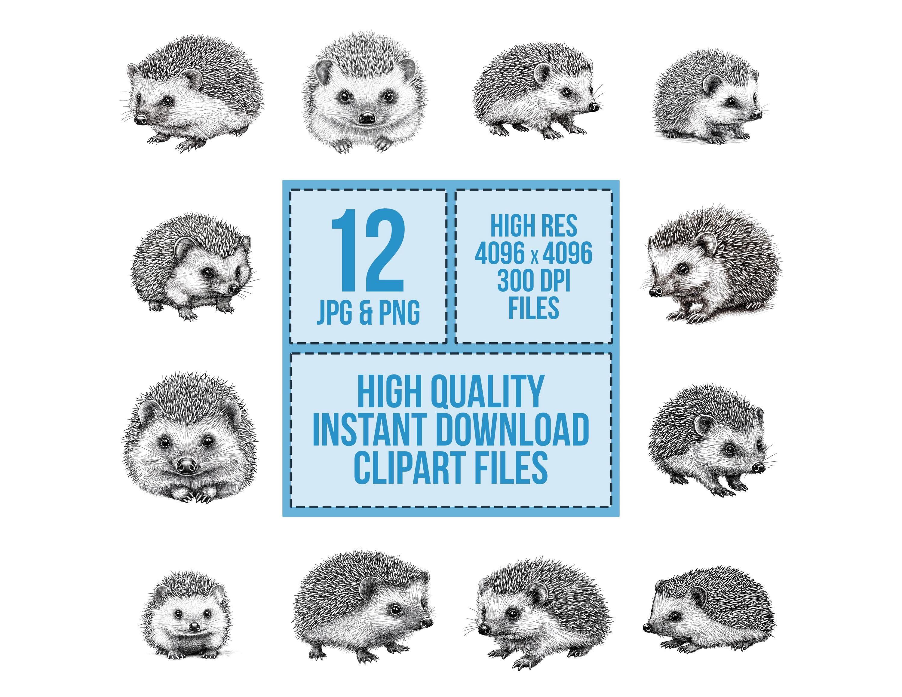 Igel PNG Clipart, 12x aufwendige Schwarz Weiß Igel Illustrationen ...