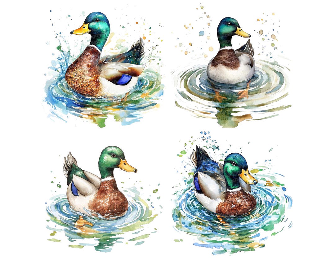 Mallard Duck Clip Art, 12x Watercolor Ducks Clipart Set, Printable ...
