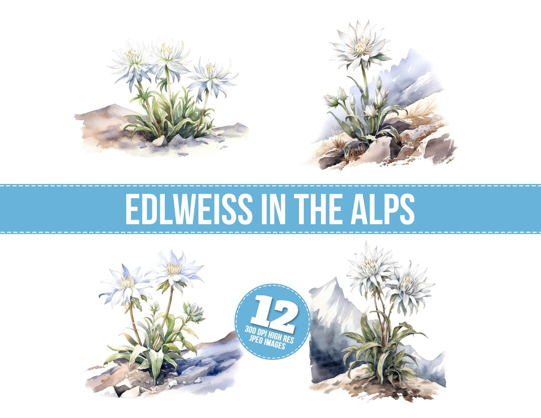 Edelweiss Clipart, 12 Jpgs, Floral Alps Clip Art Images, Printable ...