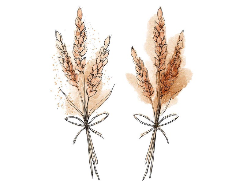 Boho Wheat Stalks Clipart, 12x Watercolor Harvest Bundle PNG, Rustic ...