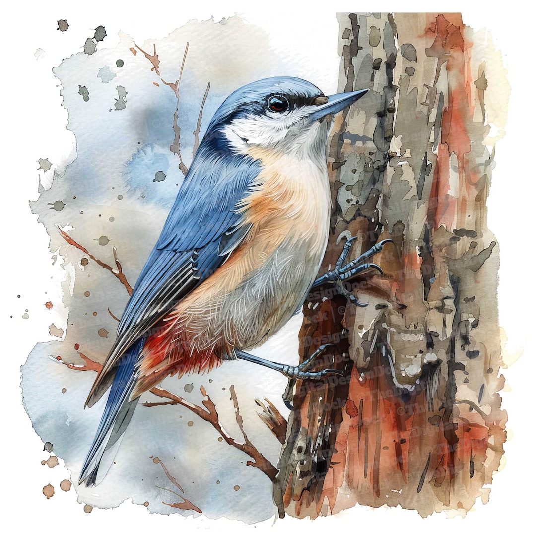 12 Nuthatch Clipart, Watercolor Bird Clipart, Printable Watercolor ...