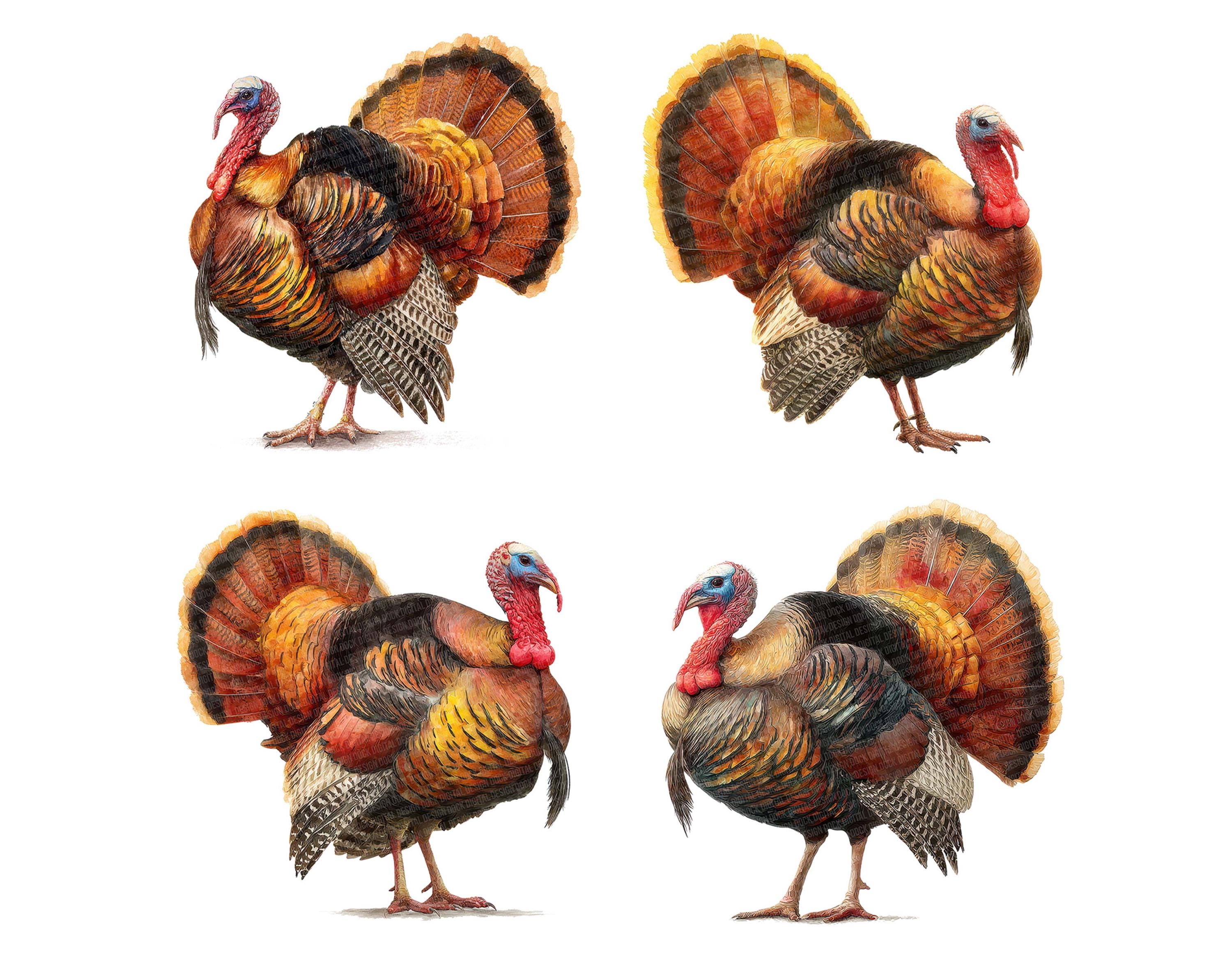 Thanksgiving Turkey Clipart, 12x Fall Harvest Pngs, Printable ...