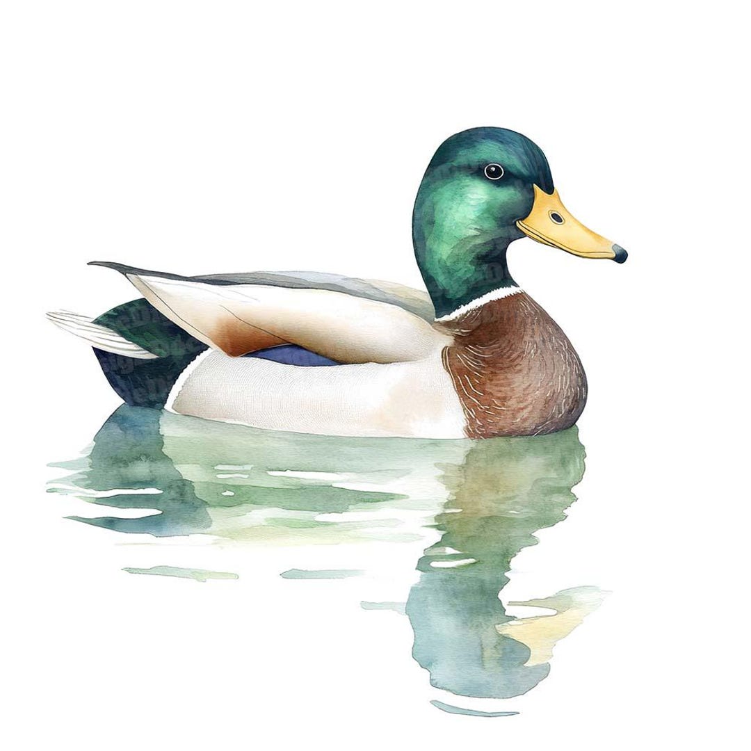 Mallard Duck Clip Art, 12x Watercolor Ducks Clipart Set, Printable ...