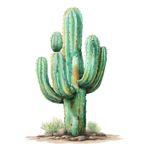 12x Watercolour Cactus PNG Clipart, Desert Plant Clip Art Set ...