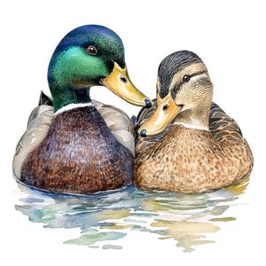 12 Mallard Duck Pair Clip Art, Watercolor Wildlife Ducks Set, Printable ...
