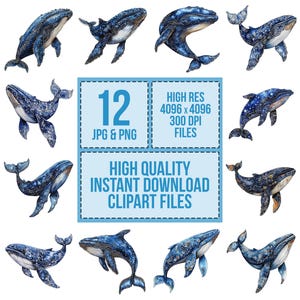Ornate Whale PNG Clipart, 12x Decorative Ocean Animal Clip Art Set ...