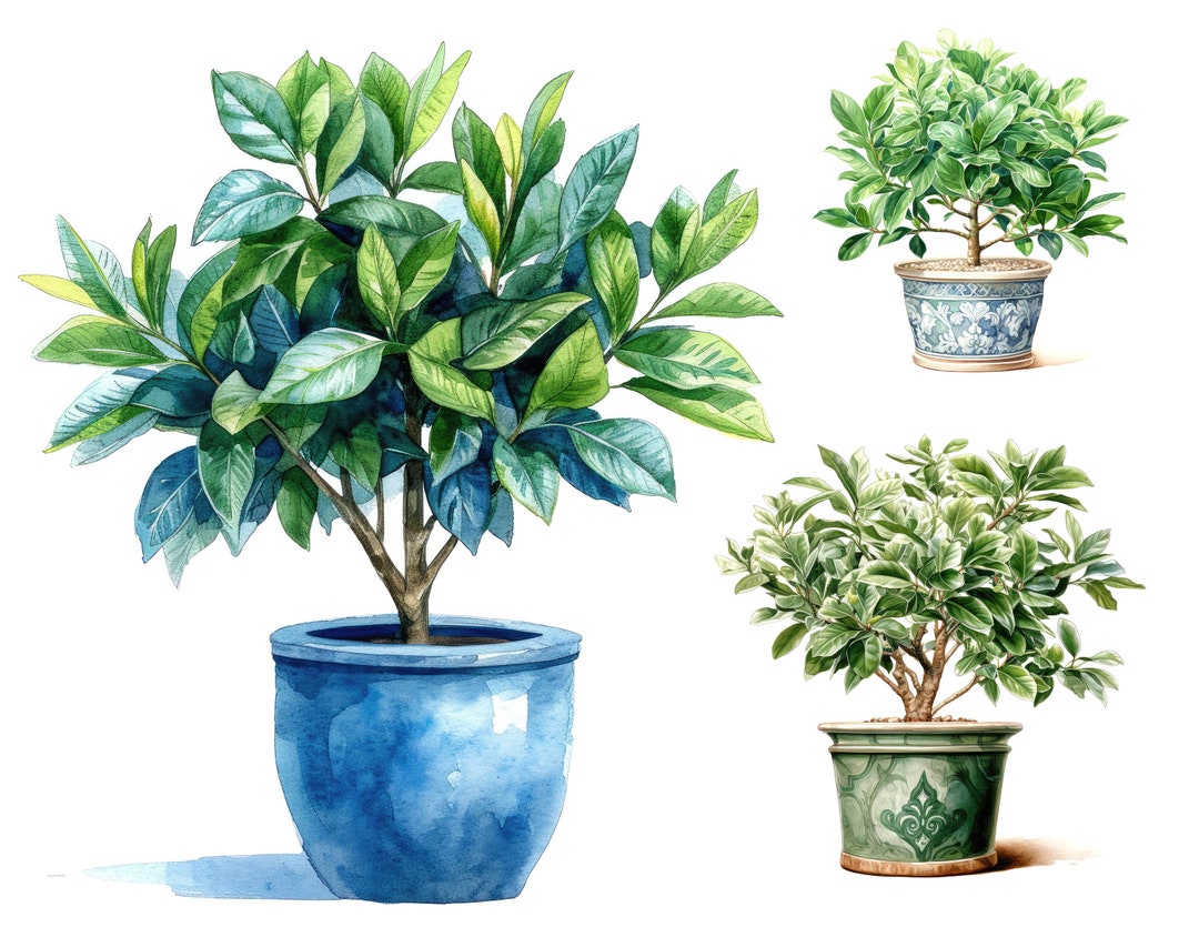 12x Bay Tree Clipart Watercolor Leaves Leaf JPG Digital Clip Art Bundle ...