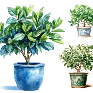 12x Bay Tree Clipart Watercolor Leaves Leaf JPG Digital Clip Art Bundle ...