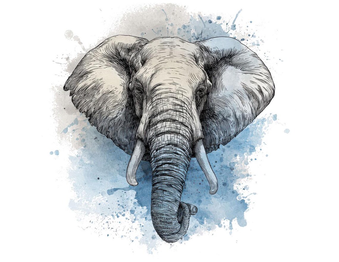 12x Elephant Head PNG Clipart, Watercolor Elephant Clip Art Set ...