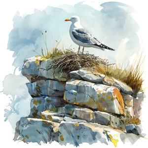 12x Seagulls Clipart, Gulls Nesting Cliffs Clipart, Printable ...