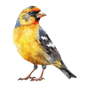 12 Goldfinch Clipart, Watercolor Bird Clipart, Printable Watercolor ...