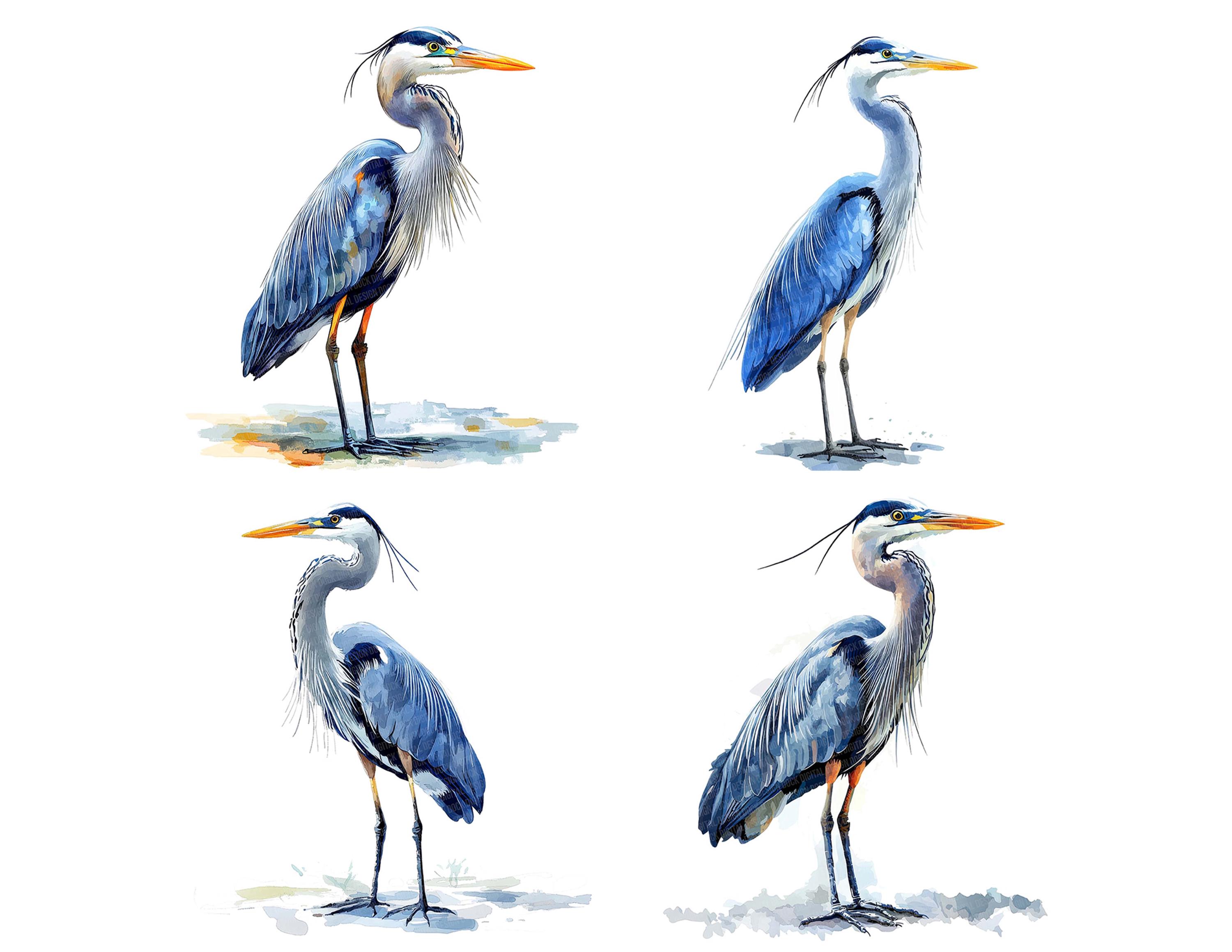 12x Blue Heron PNG Clipart, Watercolor Bird Art Set, High Quality ...