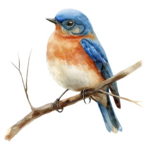 12 Bluebird Clipart, Watercolor Bird Clipart, Printable Watercolor ...
