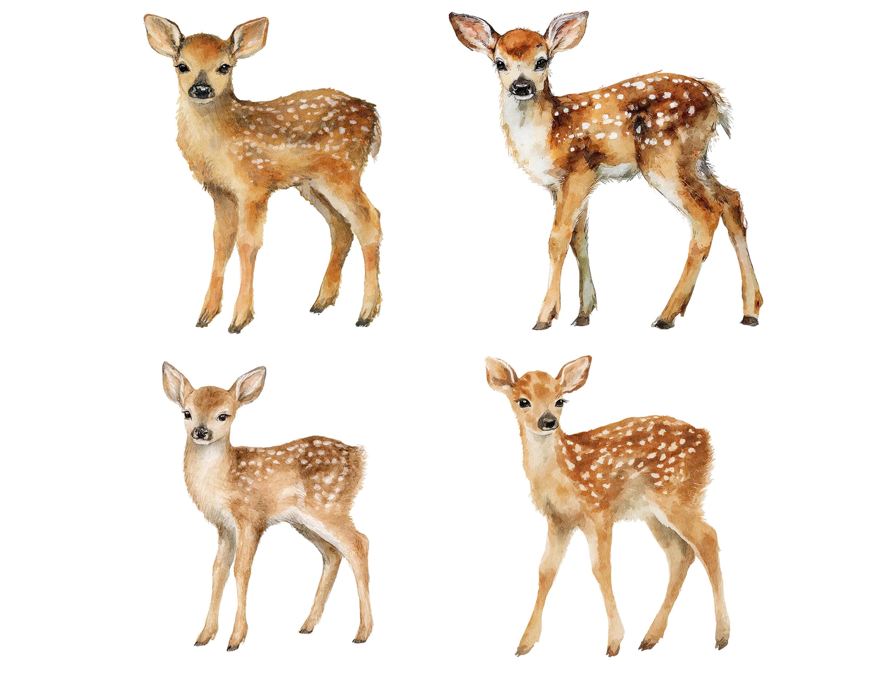 Fawn Clipart PNG, 12x Watercolor Forest Animal Clip Art Set, Printable ...