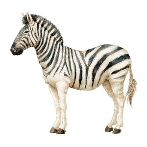 Zebra PNG Clipart, 12x Fabric Safari Animals Clip Art Set, Printable ...