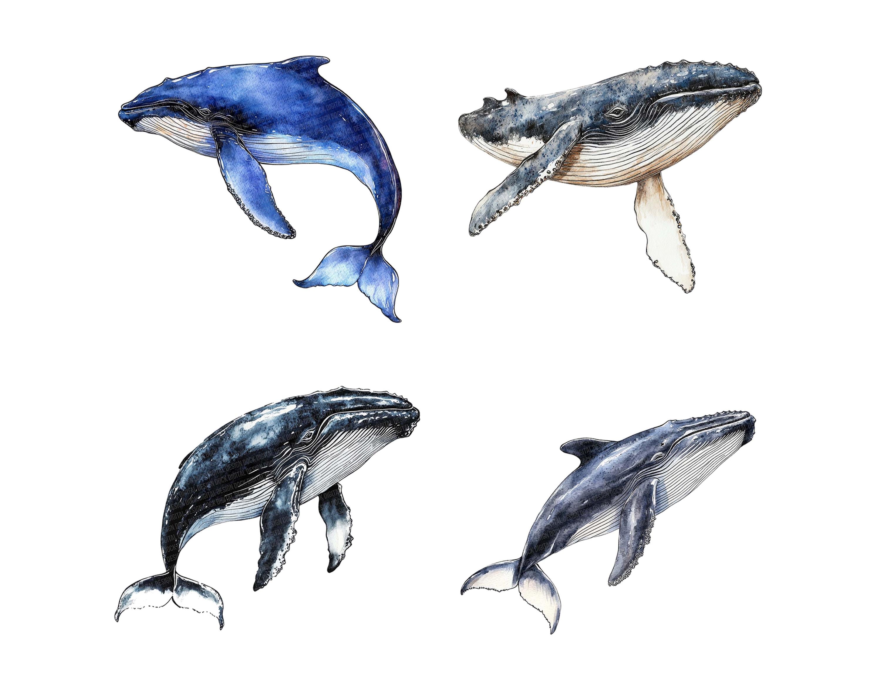 Whale PNG Clipart, 12x Watercolor Ocean Animals Clip Art Set, Printable ...