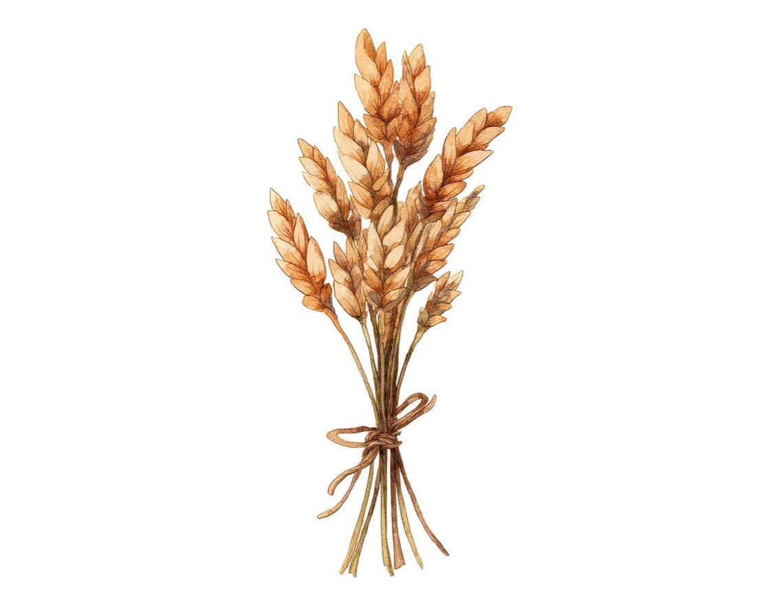 Boho Wheat Stalks Clipart, 12x Watercolor Harvest Bundle PNG, Rustic ...