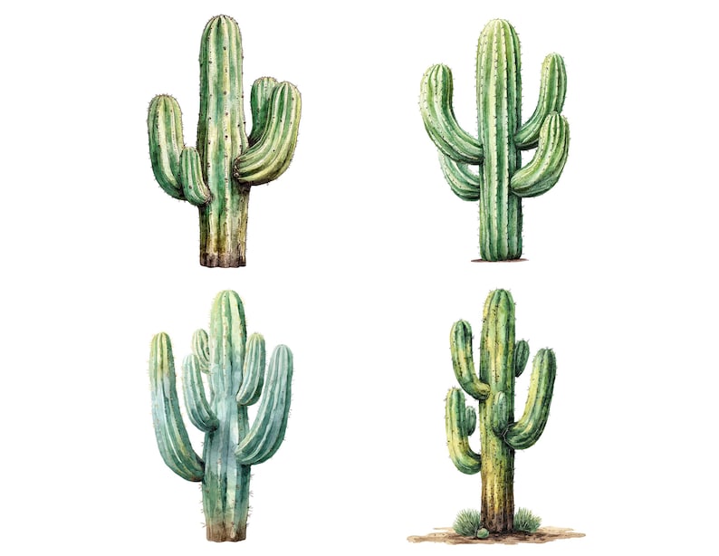 12x Watercolour Cactus PNG Clipart, Desert Plant Clip Art Set ...