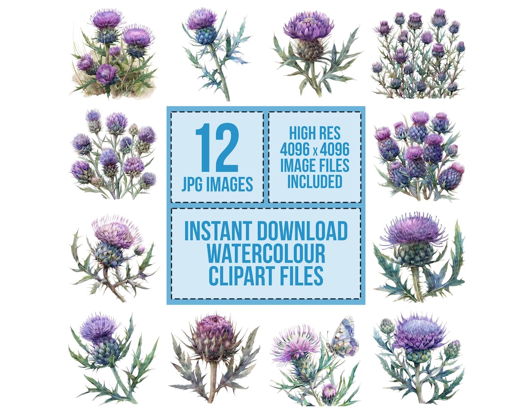 12 Thistle Flower Clipart, Watercolor Botanical Clipart, Printable ...
