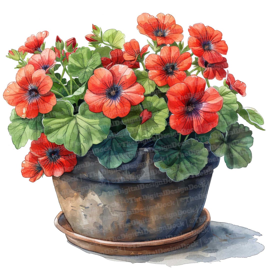 12x Potted Geraniums Clipart, Pot Plants Floral Clipart, Printable ...