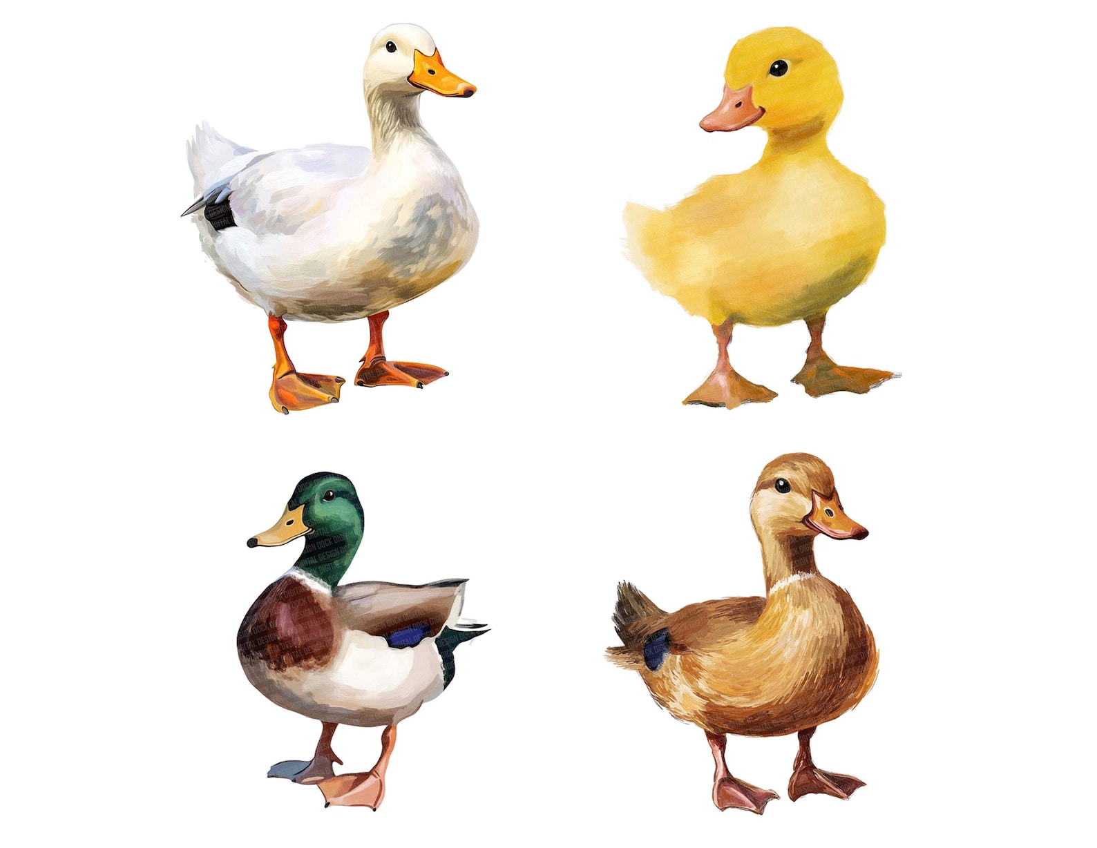 Duck PNG Clipart, 12x Oil Painted Farm Duck Clip Art Set, Printable ...