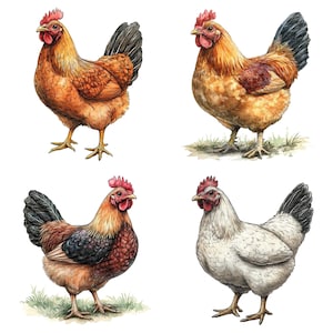 Chicken PNG Clipart, 12x Farm Animals Clip Art Set, Printable ...
