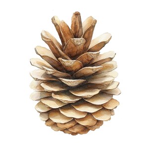 Pine Cone PNG Clipart, 12x Watercolor Pinecone Clip Art Set, Printable Rustic Forest Clip Art ...